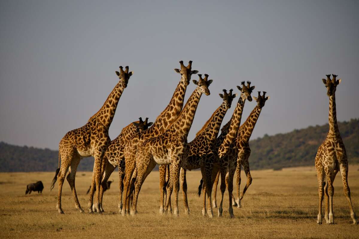 Tanzania: het sublieme Serengeti National Park in 5 verrassende feiten