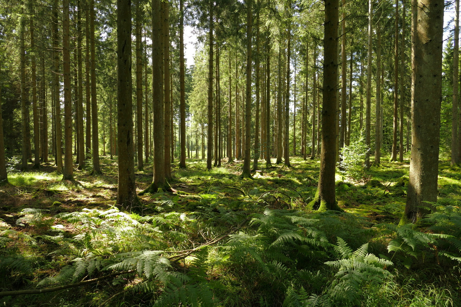 Julie in Saint-Hubert: de basiliek, burlende herten en een gigantisch woud!